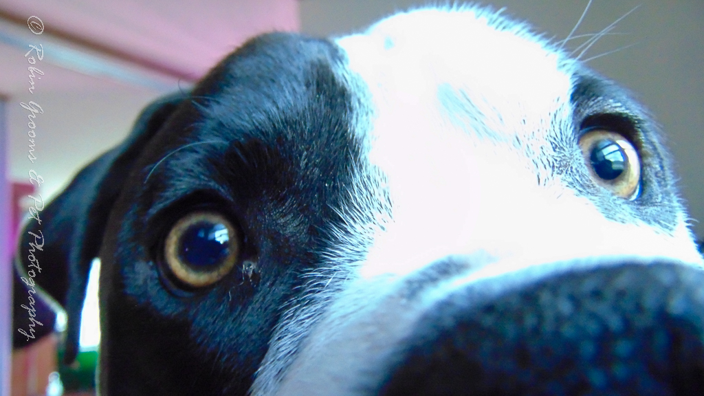 Crafting – Robin Grooms